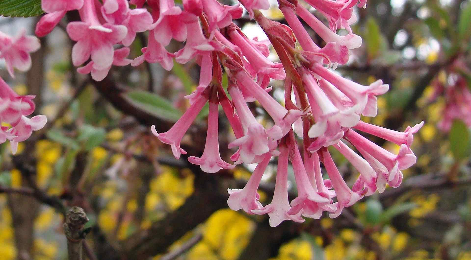 Sheena’s Plant of the Month: Viburnum x bodnantense ‘Dawn’ | Oxford ...
