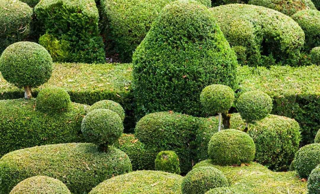 Alternatives to a box hedge | Oxford Garden Design
