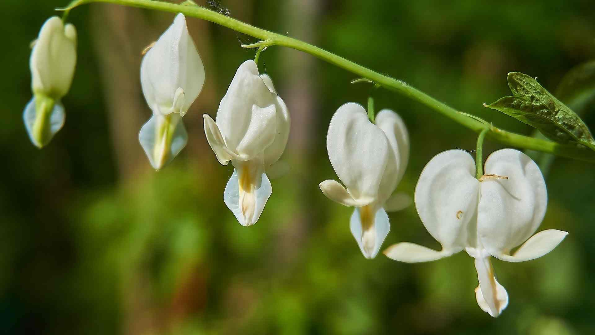 Sheena’s Star Plant of the Month: Dicentra Spectabilis | Oxford Garden ...