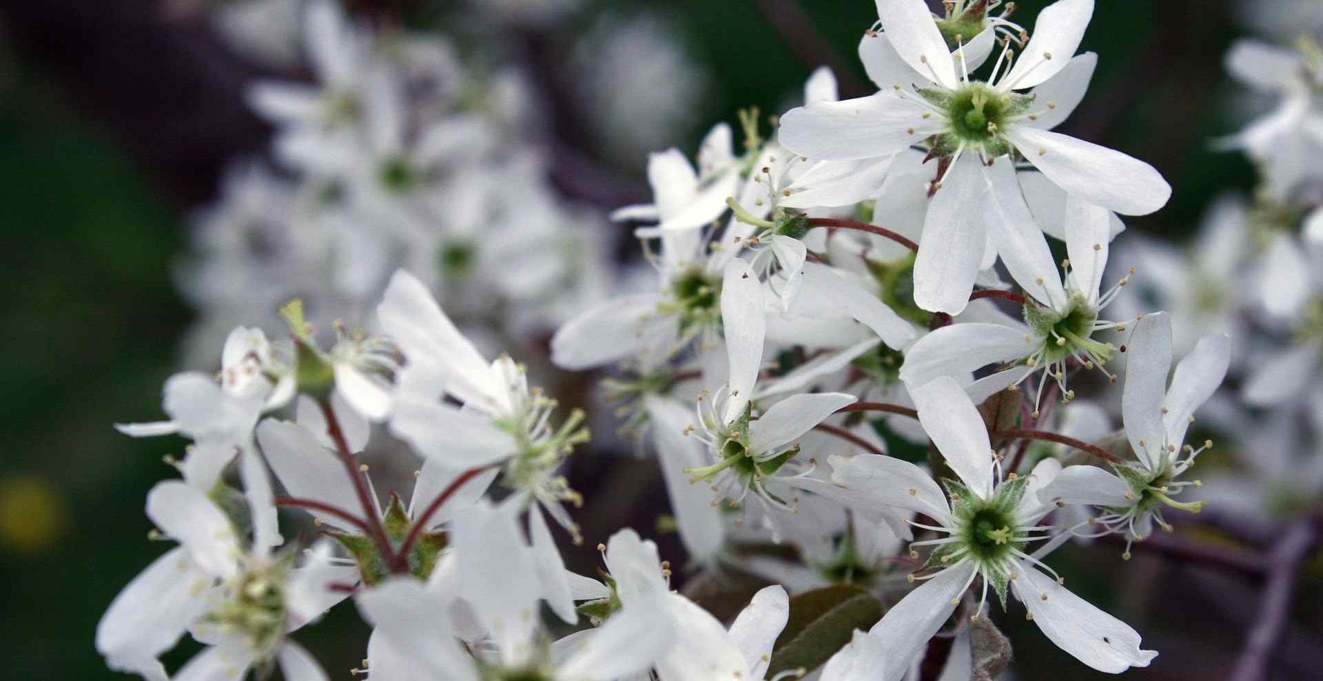 Sheena’s Star Plant for April: Amelanchier lamarckii | Oxford Garden Design