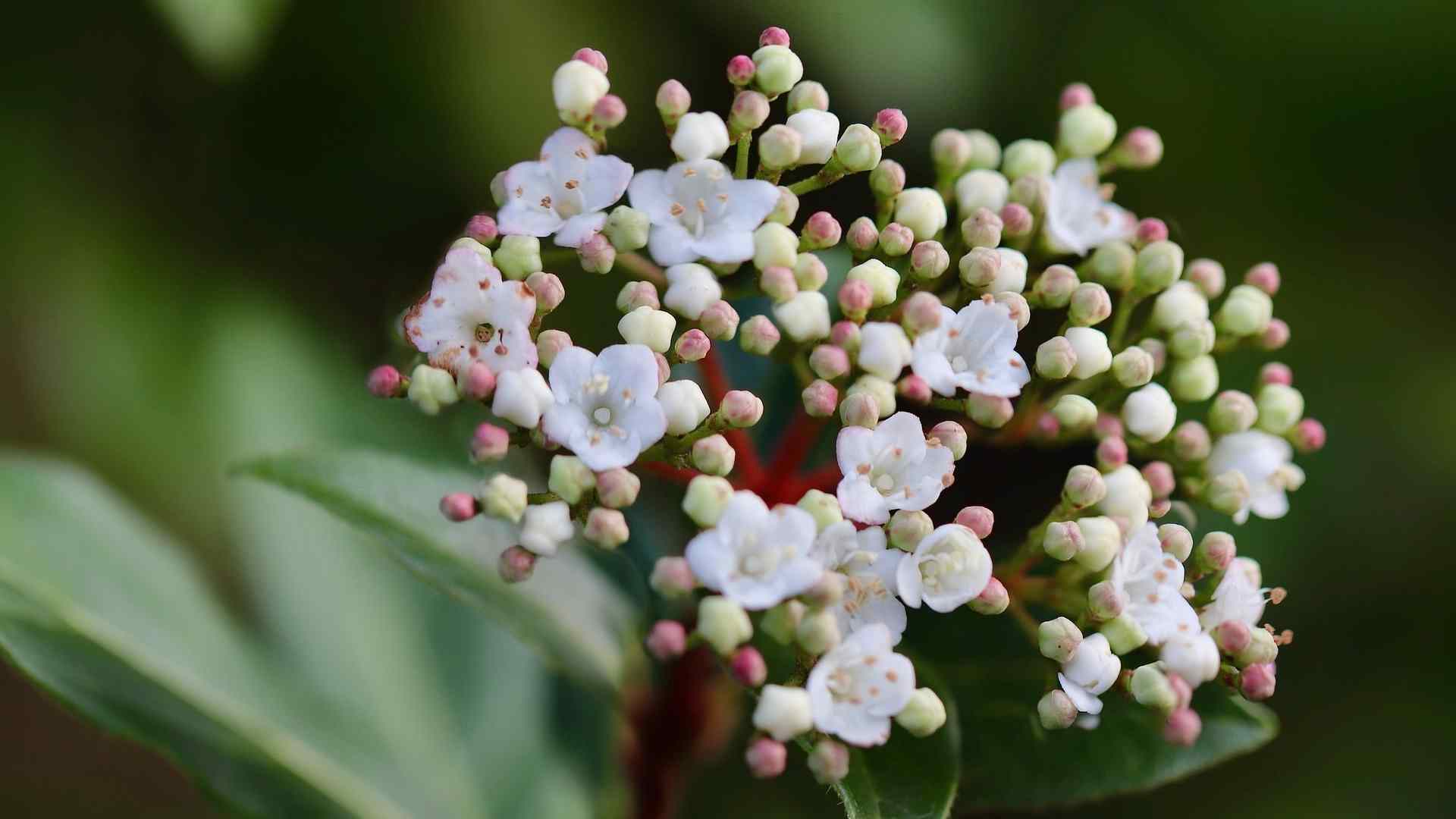 Sheena’s Plant of the Month: Viburnum Tinus | Oxford Garden Design