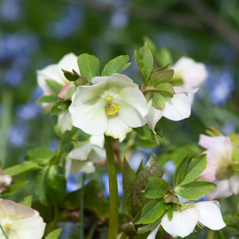 Best Flowers for January Garden | Oxford Garden Design